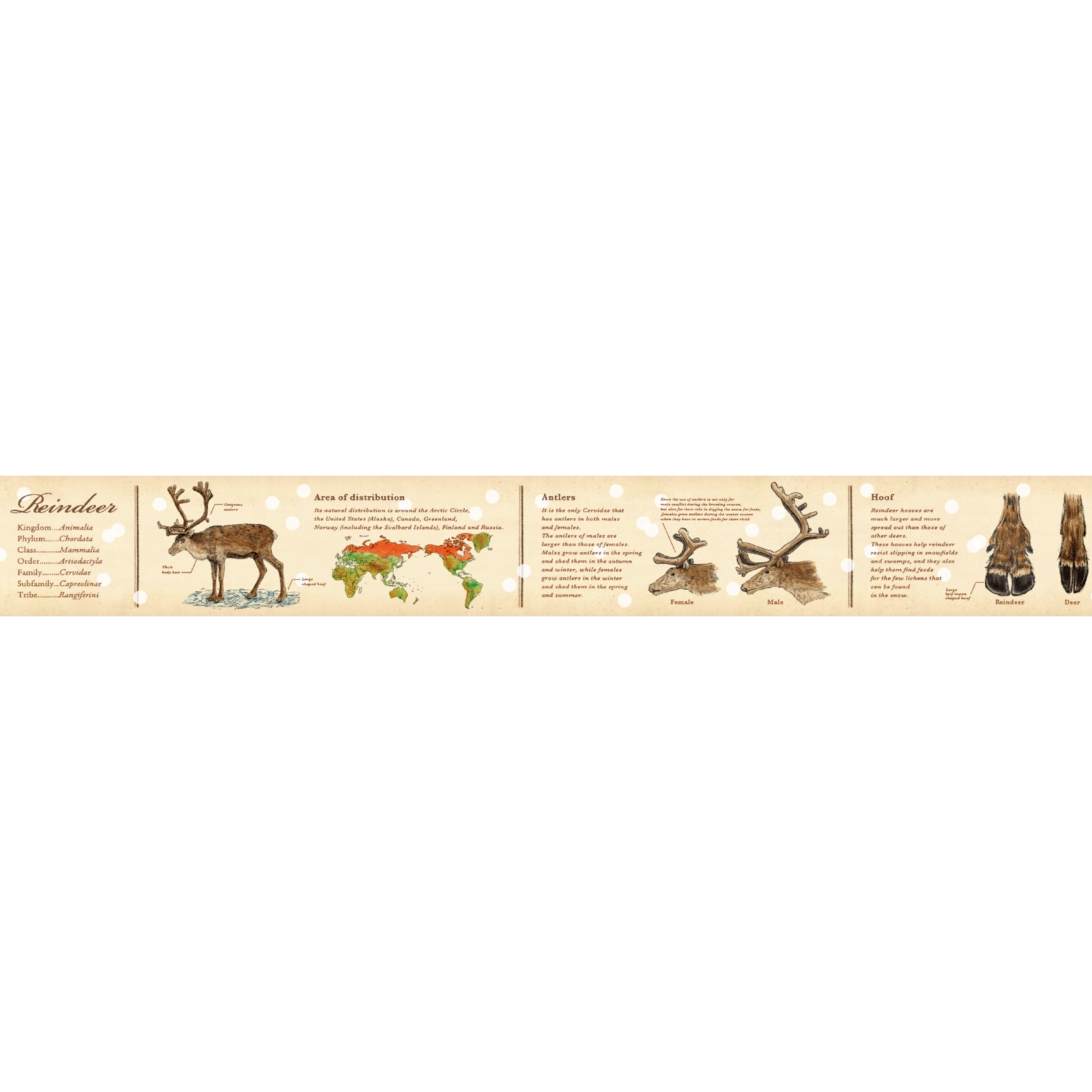 MT Washi Tape ex Encyclopedia Reindeer - Confetti Campus
